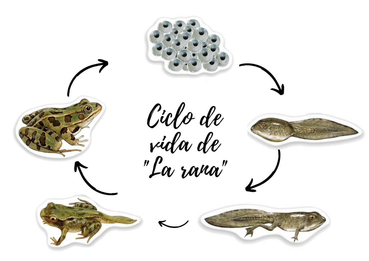 Ciclo De Vida De Los Anfibios Ciclo De Vida De Una Rana Safari